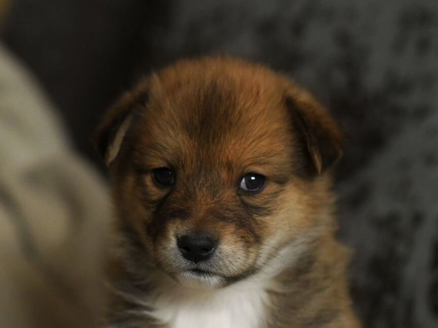 Щенок ждет семью