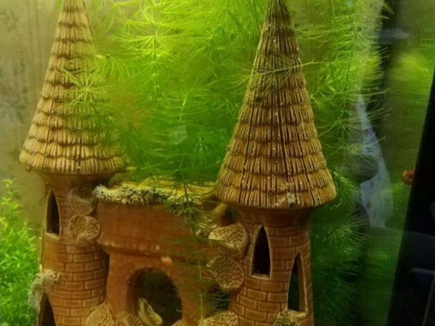 Водоросли для аквариума