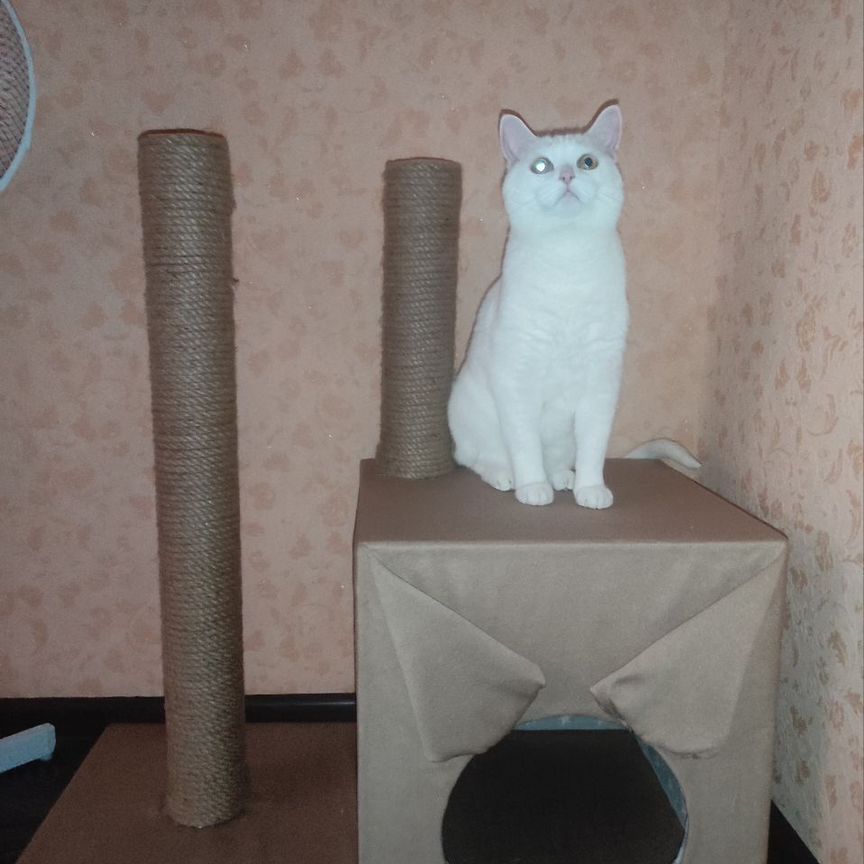 Когтеточка. Котодомик с двумя когтеточками