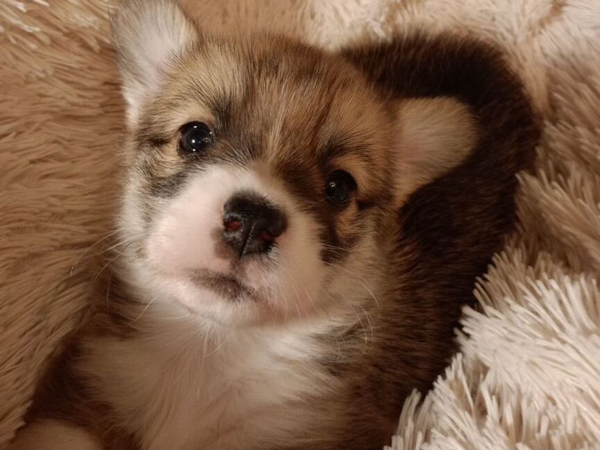 Вельш корги пемброк с документами