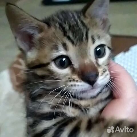 Бенгальские котята