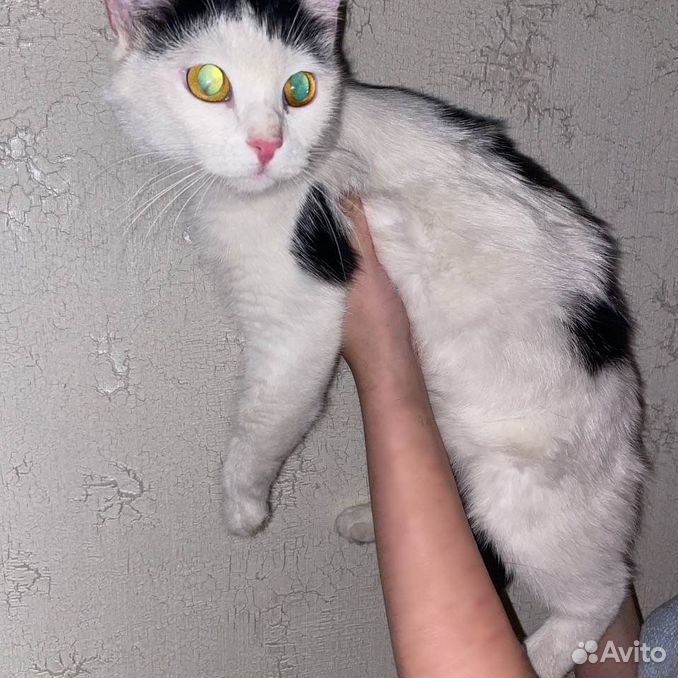 Японский Бобтейл