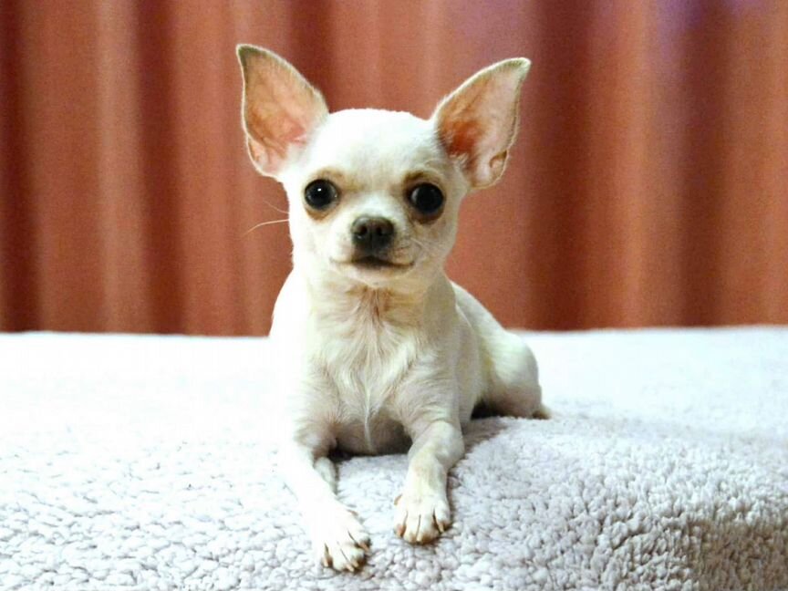 Чихуахуа взрослая девочка