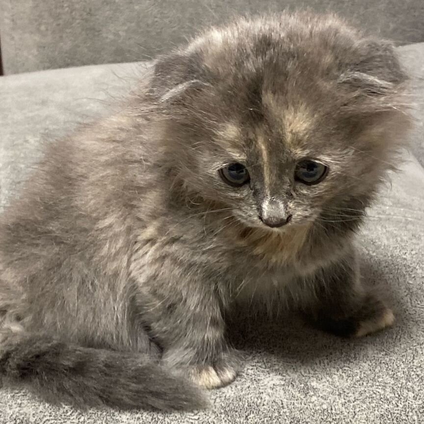 Шотландский вислоухий короткошёрстный котёнок