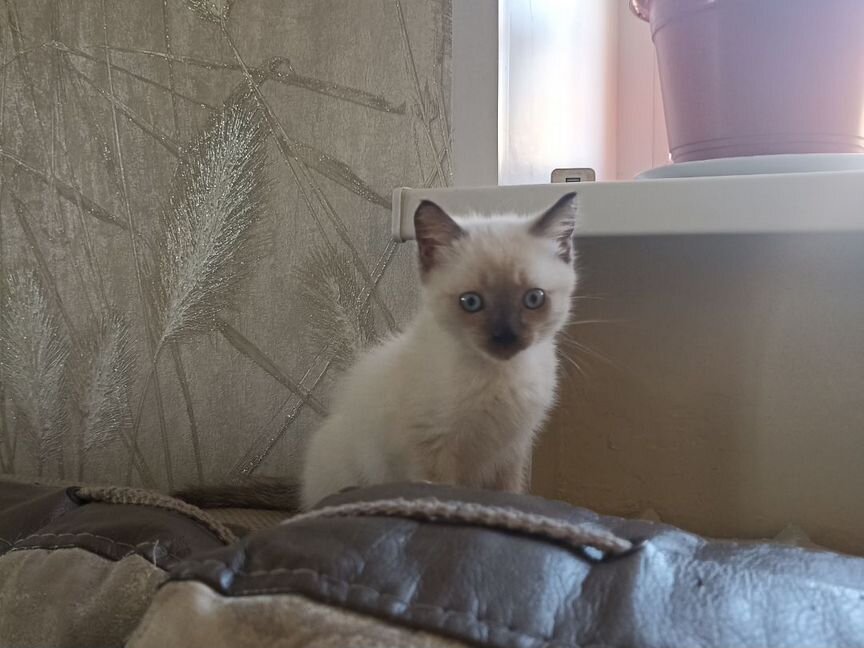 Котик в добрые руки