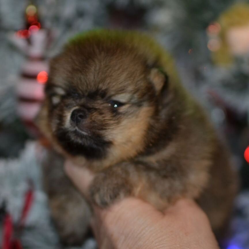 Мальчик, голубой соболь