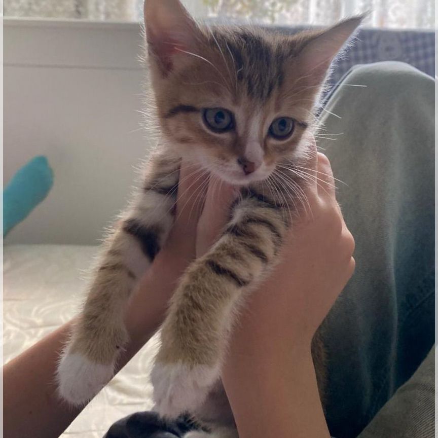Котёнок мальчик красавчик