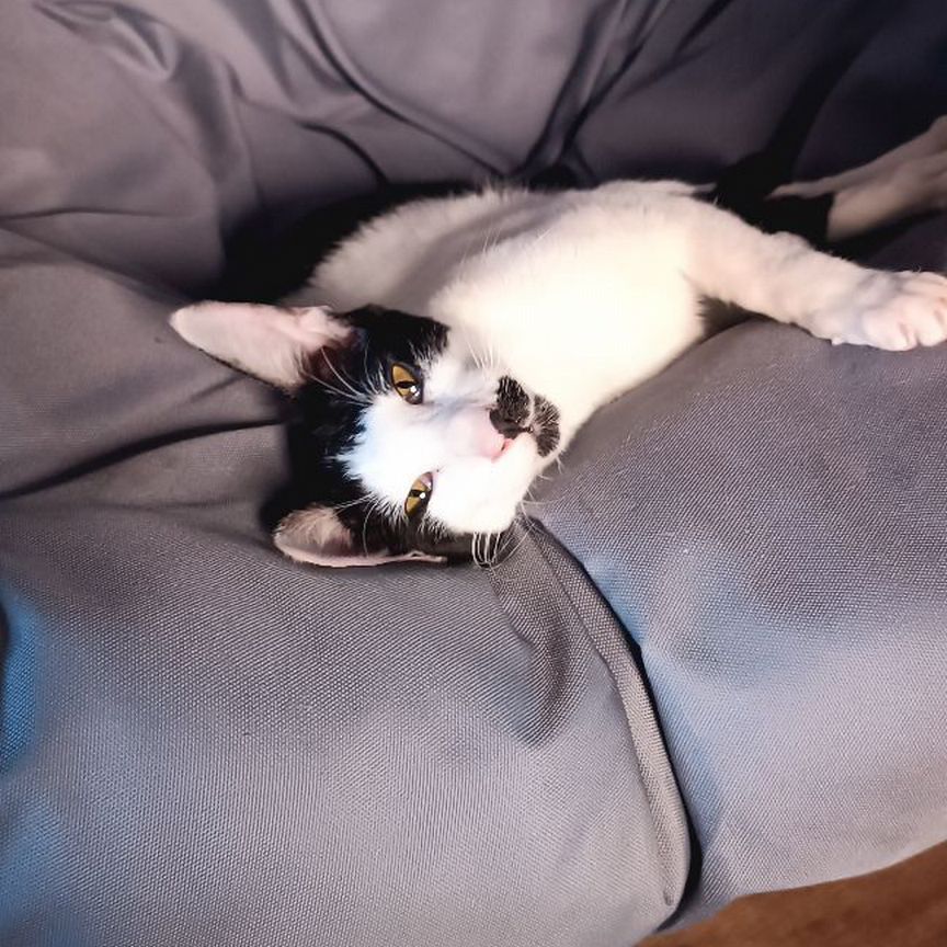 Ориентальный котик