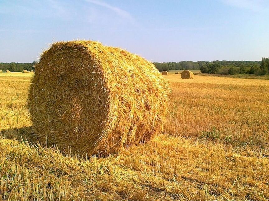 Солома ячменная