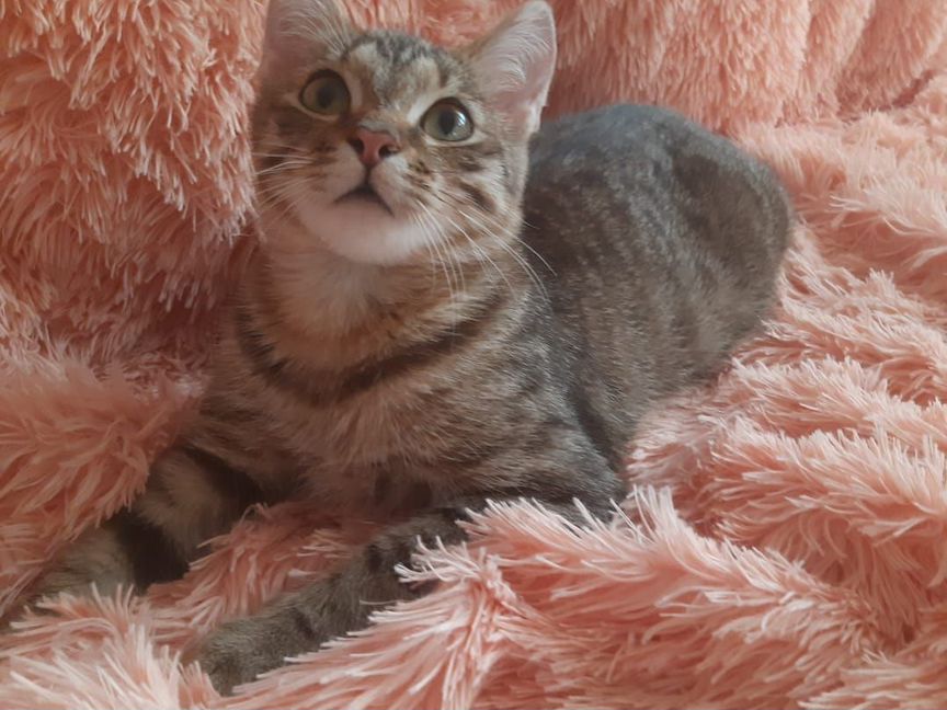 Чудесный красавчик