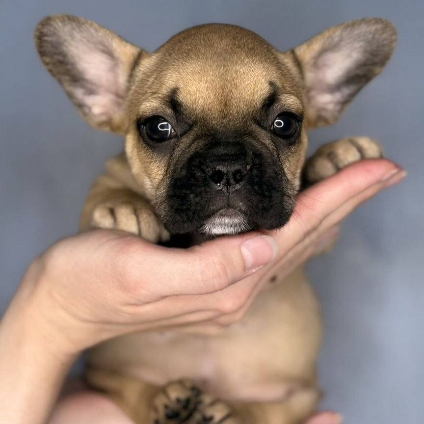 Французский бульдог, щенок