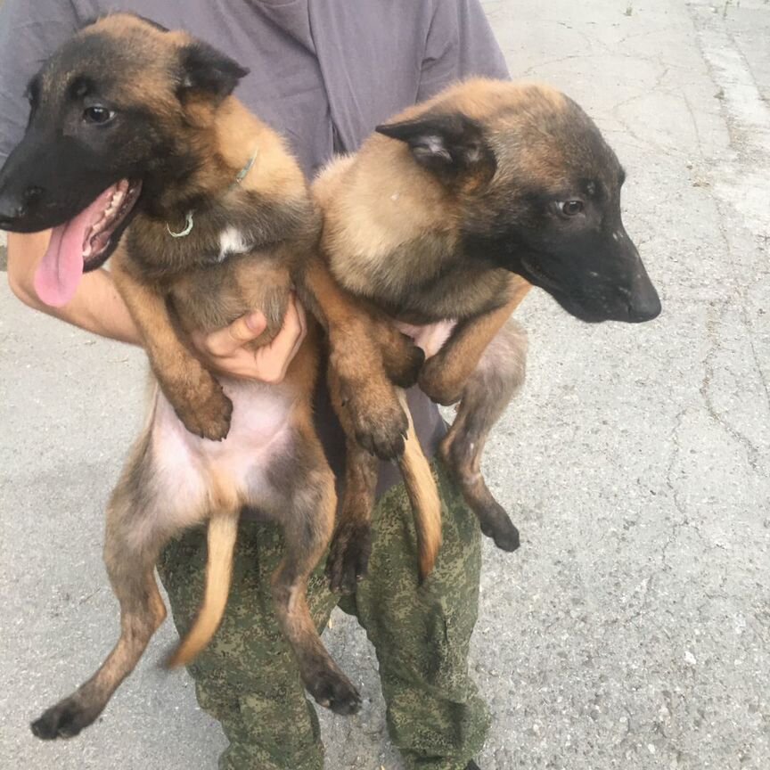 Щенки бельгийской овчарки малинуа