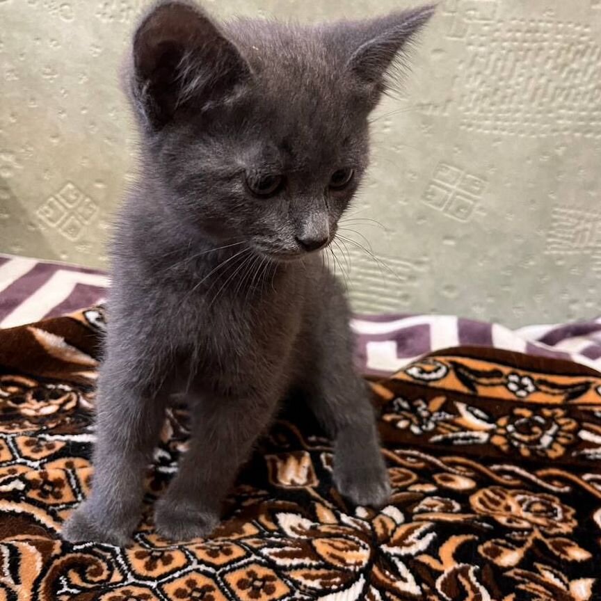 Отдам котенка в добрые руки