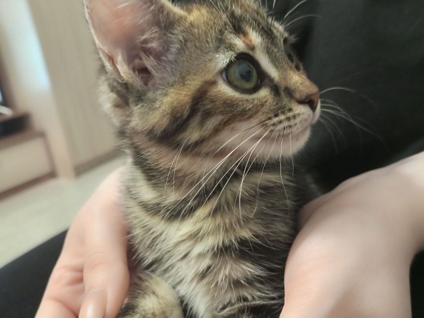 Кошка