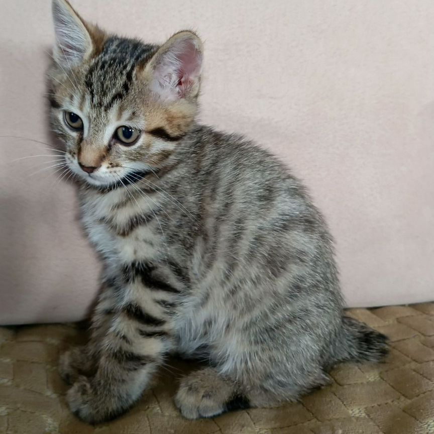 Курильский бобтейл