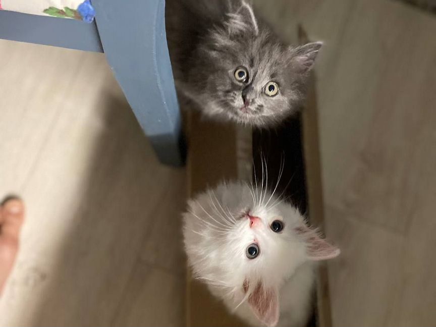 Котята неразлучники