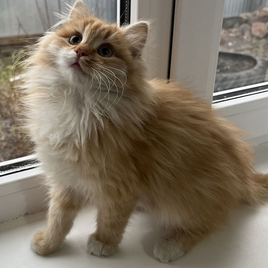 Сибирский котёнок