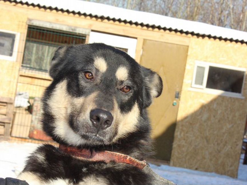 Собаки в свой дом