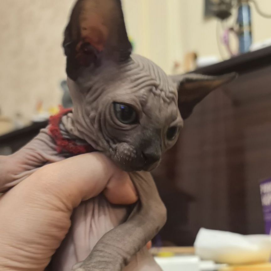 Канадский сфинкс котёнок