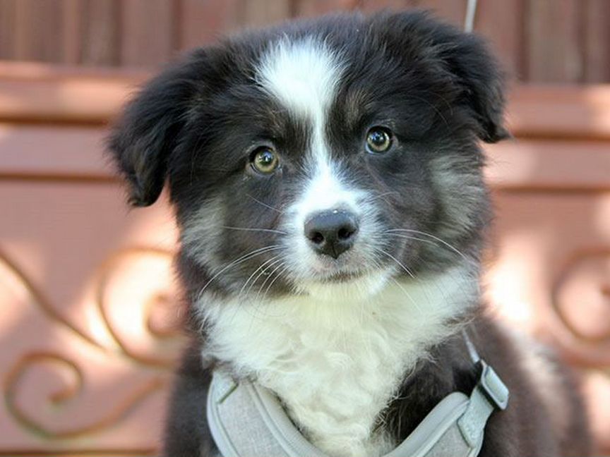 Мини аусси щенки