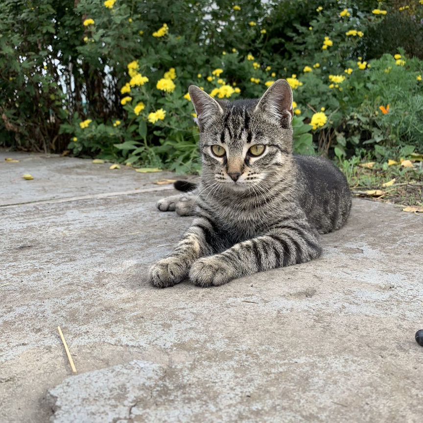 Бесплатно отдам Котика Рысика