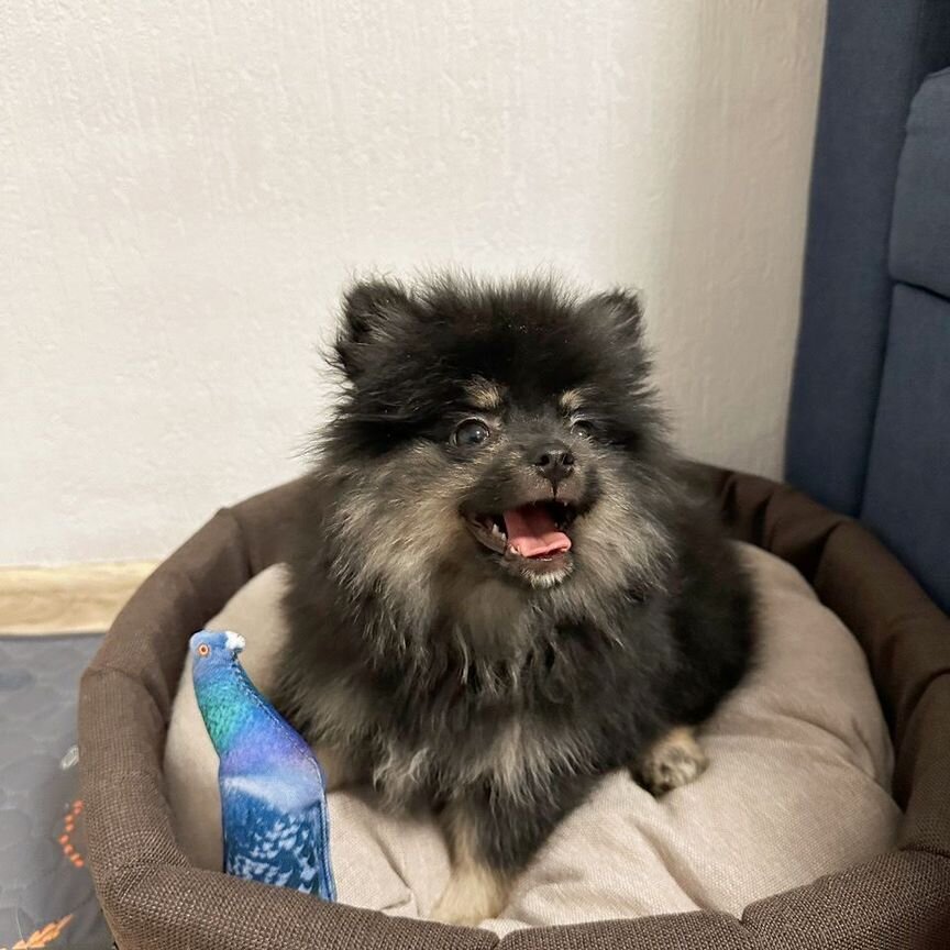 Померанский шпиц