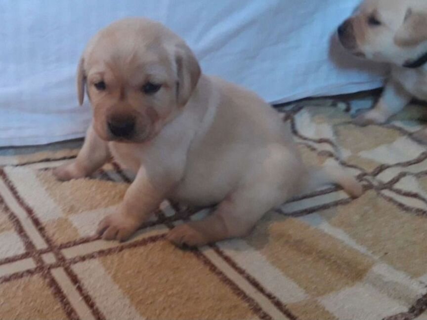 Щенки лабрадора девочки