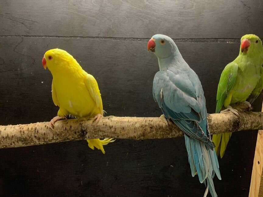 Попугай барабантовый и принцесса