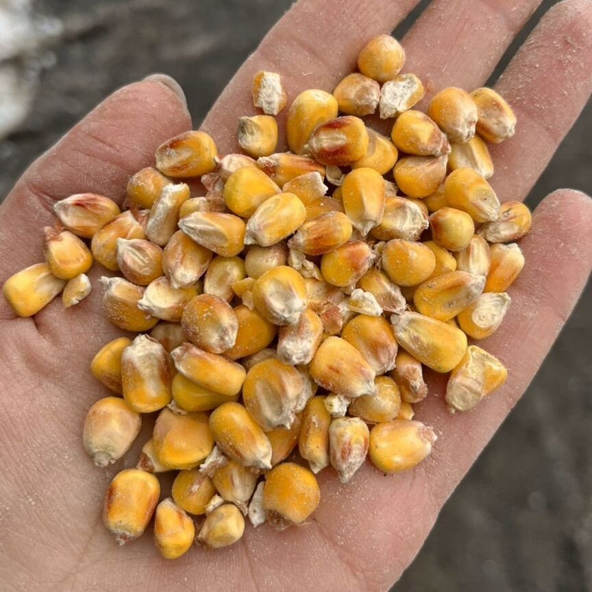 Кукуруза кормовая