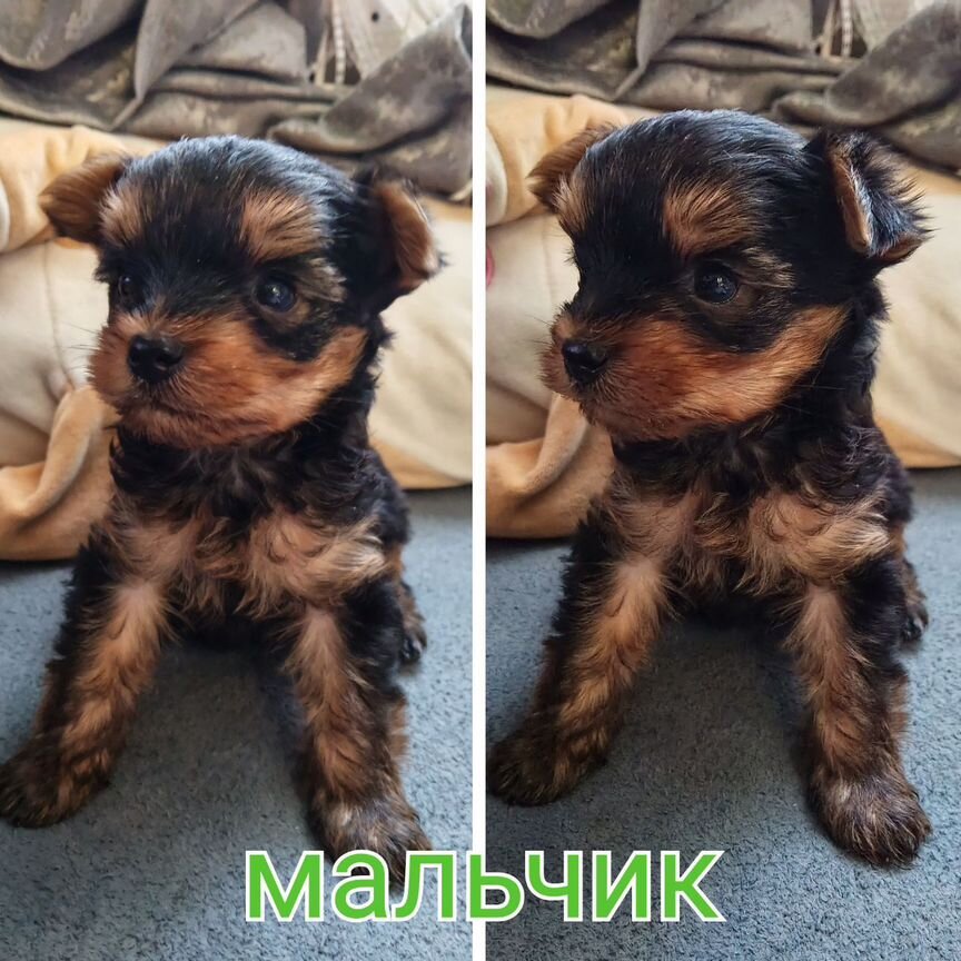 Йоркширский терьер, щенок