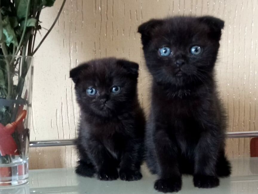 Шотландские котята