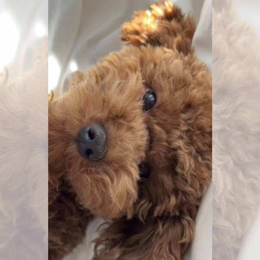 Той-пудель ред браун мальчик