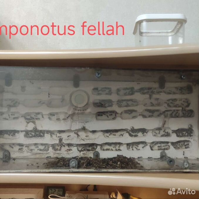 Муравьи camponotus fellah, cataglyphis nodus и др