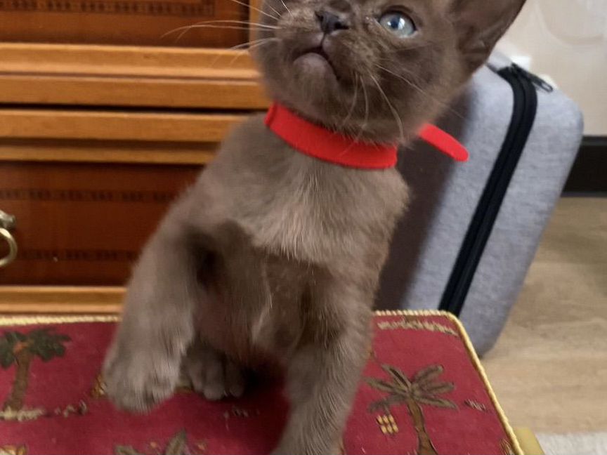 Бурманская красотка