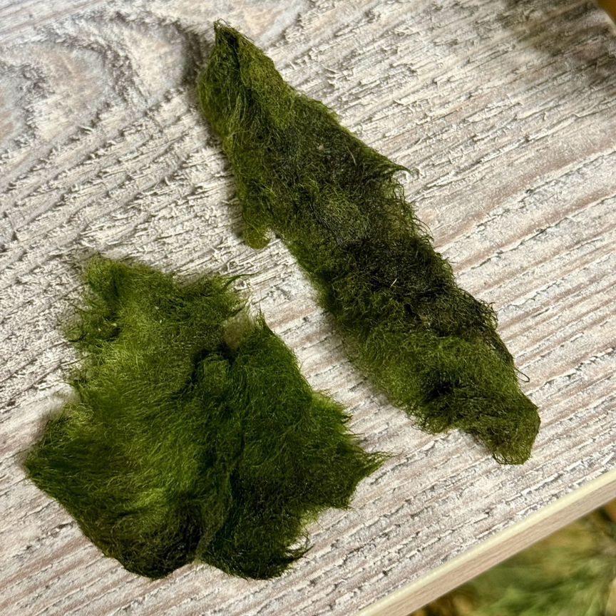 Мох аквариумный феникс