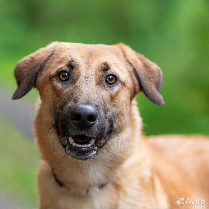 Щенок Риччи в добрые руки