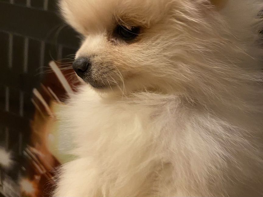 Померанский шпиц,мини мишки