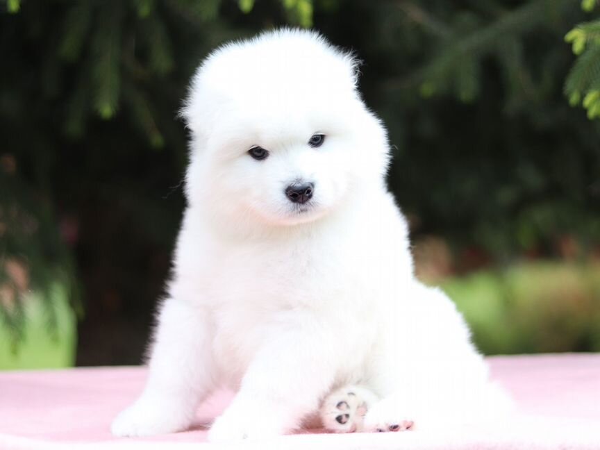 Щенки самоеда