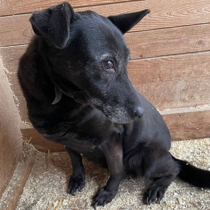 Собака Чума ждет добрые руки