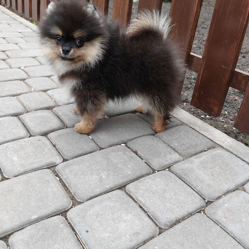 Померанский шпиц