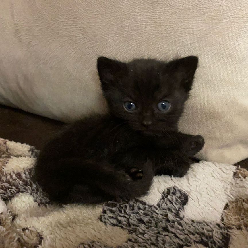 Ведьмина кошечка