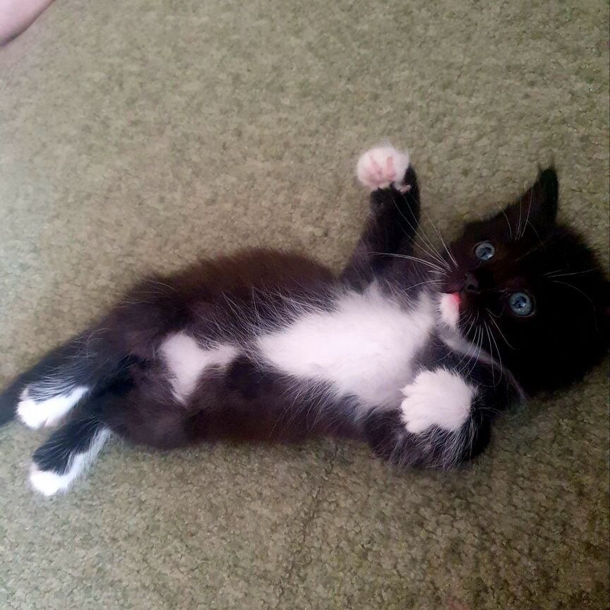 Котёнок девочка