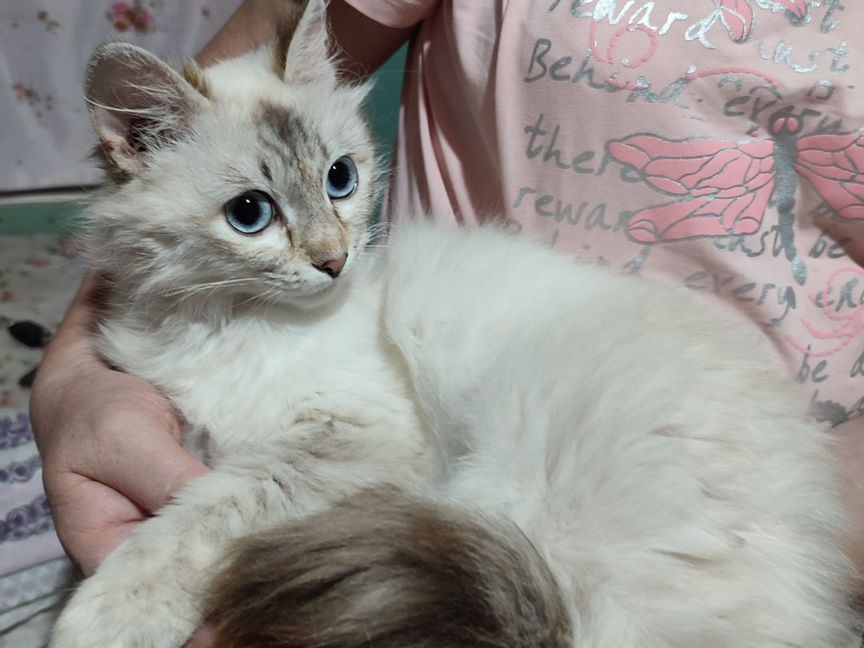 Кошечка подросток