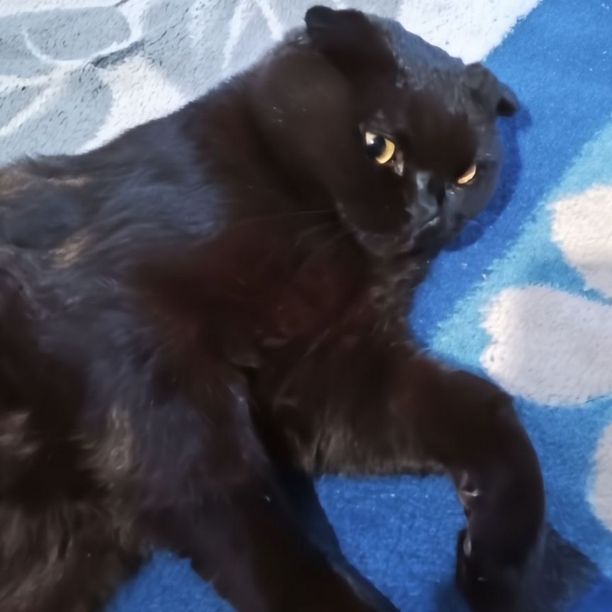 Британский короткошёрстный котёнок