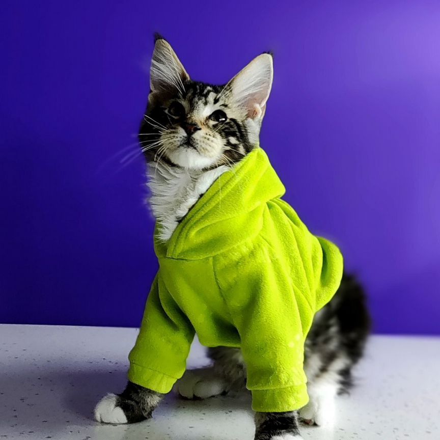 Котята мейн-кун
