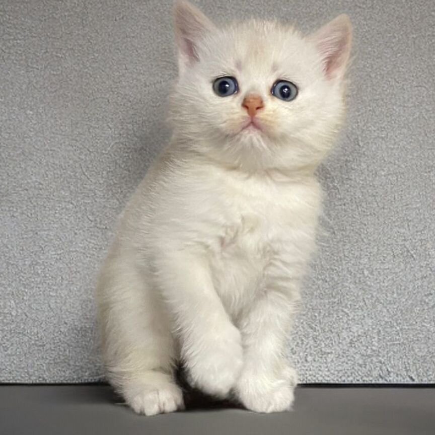 Шотландский прямоухий короткошёрстный котёнок