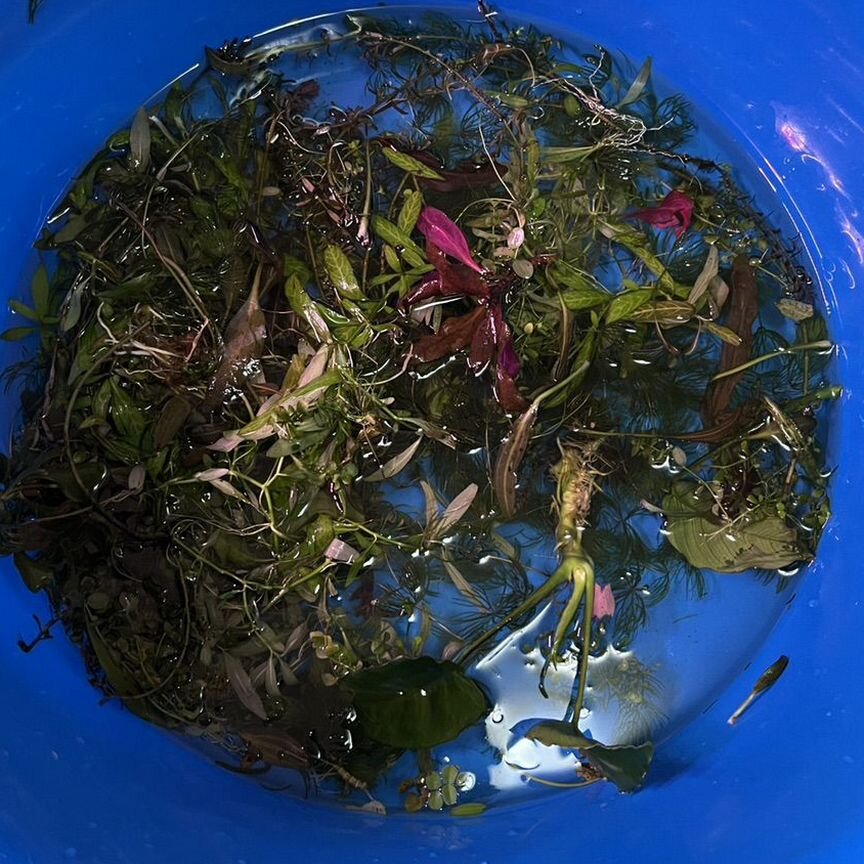 Аквариумная прополка