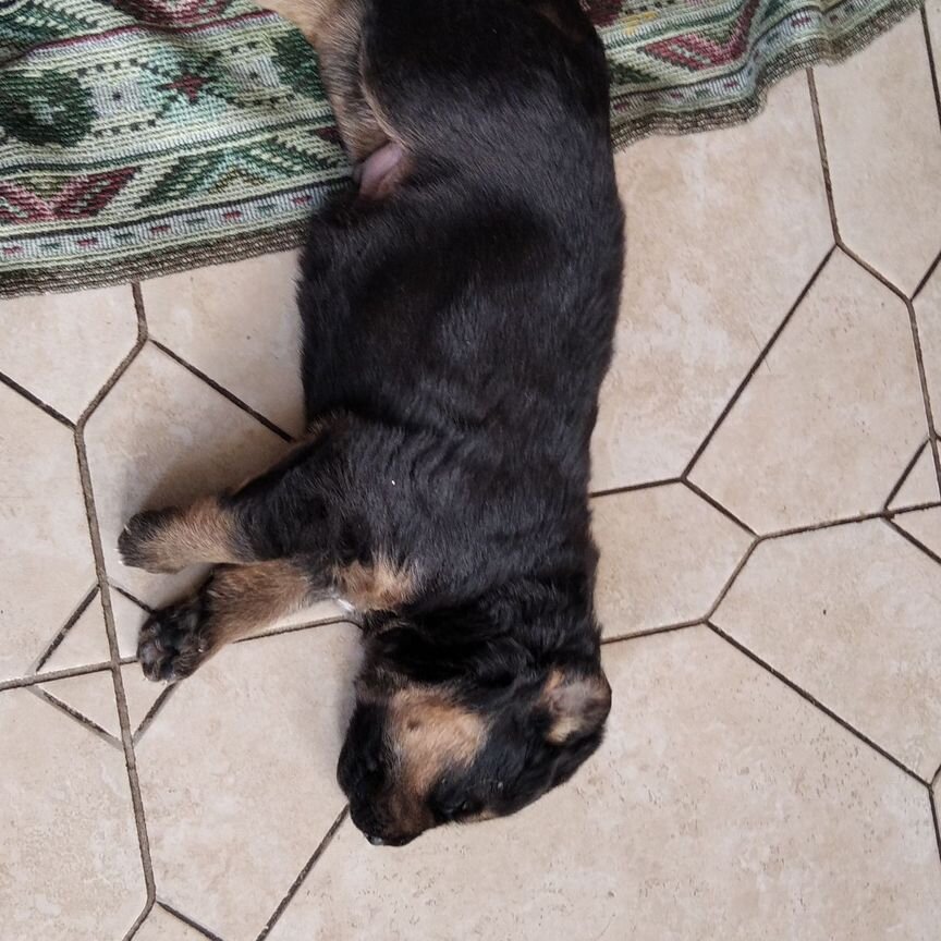 Щенков в хорошие руки