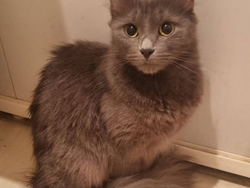 Ищет дом кошечка