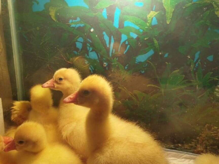 Гусята линда, утята кряква, и мускусные